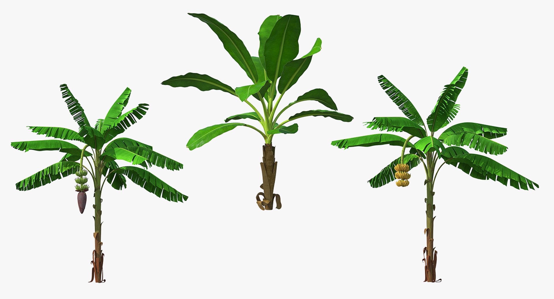 Banana Trees 3D - TurboSquid 1594862