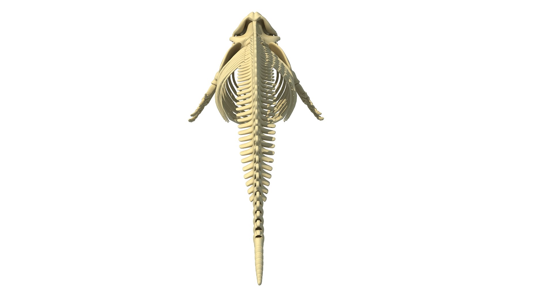 3D Killer Whale Orca Skeleton Animal - TurboSquid 1158597