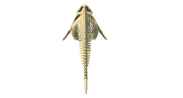 modelo 3d Esqueleto orca orca - TurboSquid 1158597