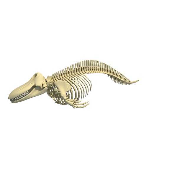 modelo 3d Esqueleto orca orca - TurboSquid 1158597