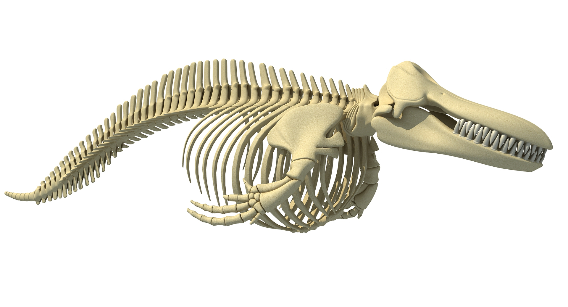 modelo 3d Esqueleto orca orca - TurboSquid 1158597