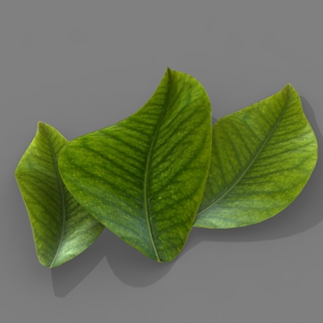3d Model Citrus Leaf