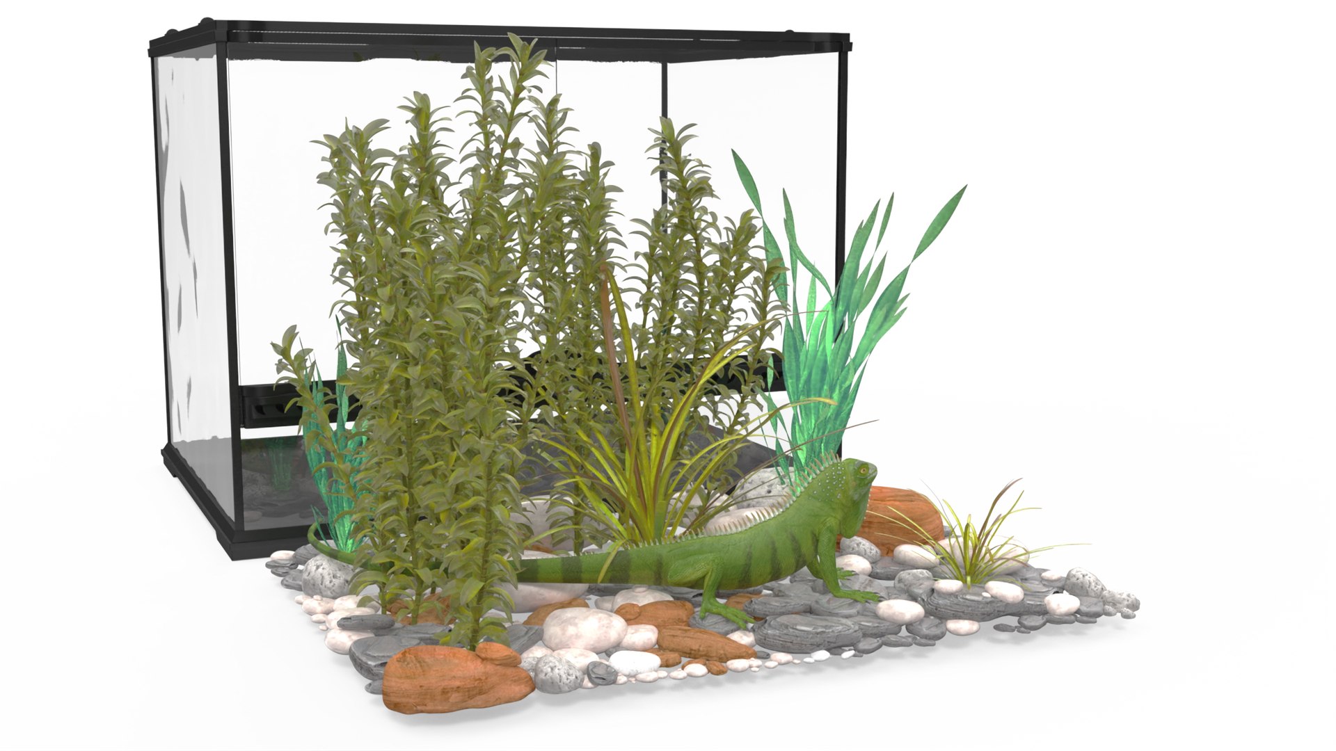 3D Medium Size Terrarium With Green Iguana Model - TurboSquid 2146052