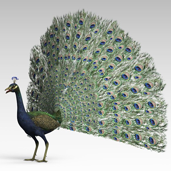 Peacock 3D Models for Download | TurboSquid