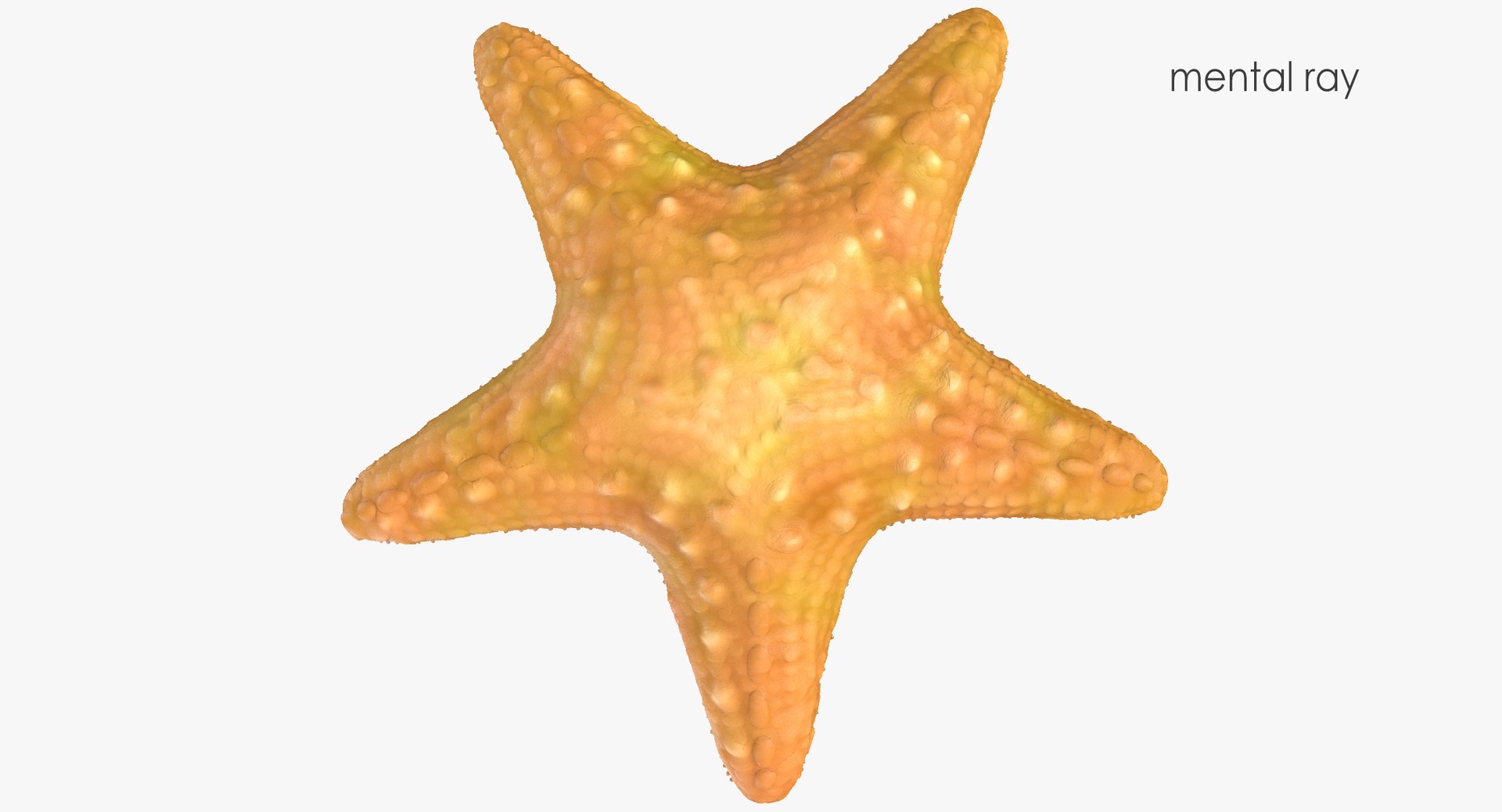 Starfish Star Fish 3d Model