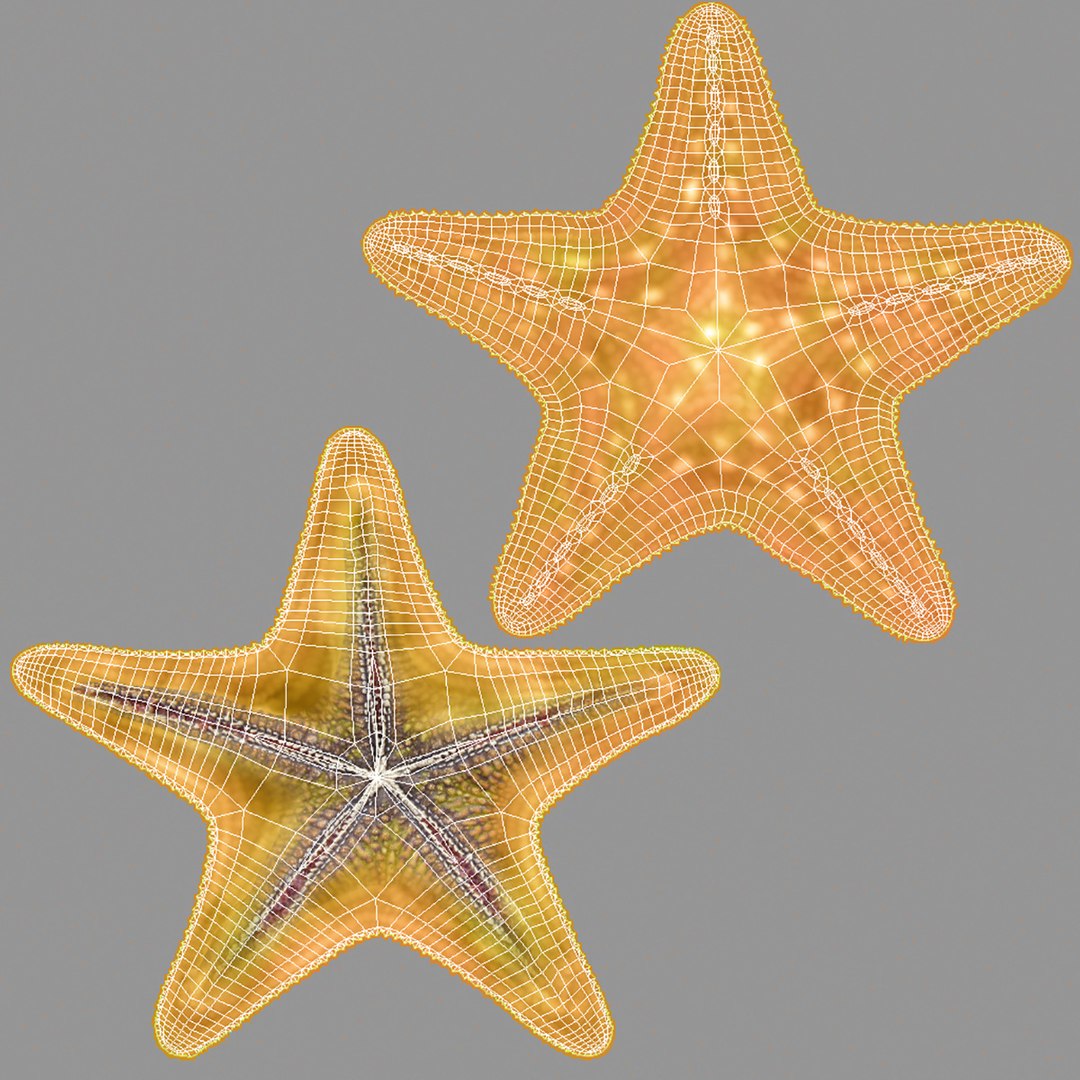 Starfish Star Fish 3d Model