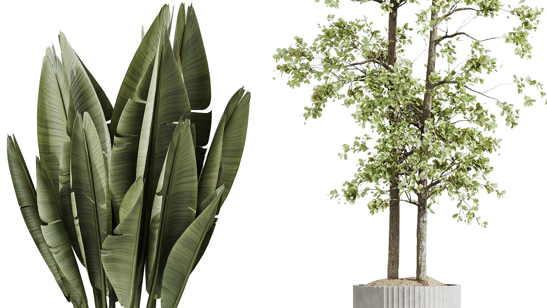 3D AV Indoor Plants Set 177 Ravenala Banana Strelitzia And Mission ...