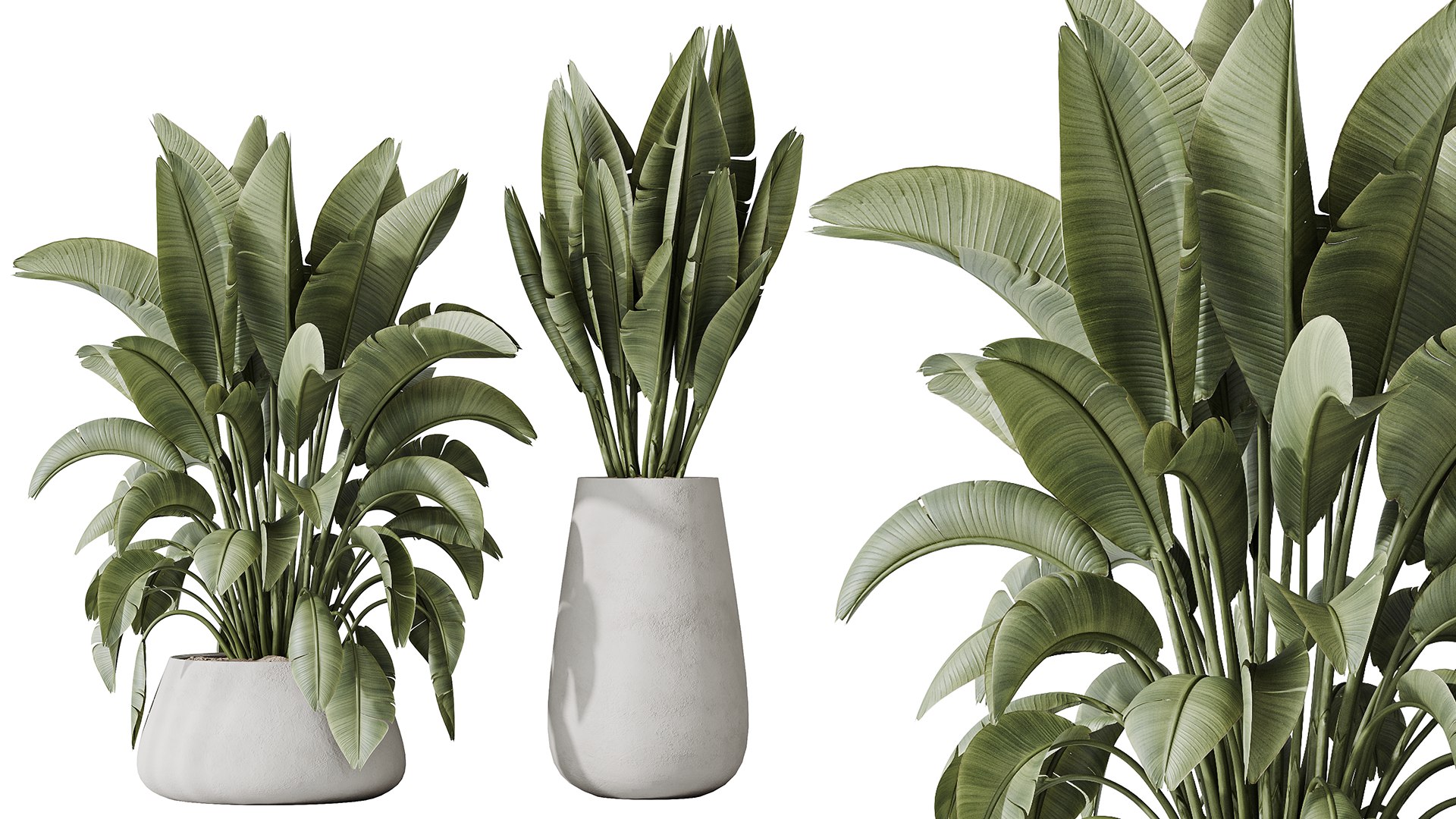 3D AV Indoor Plants Set 177 Ravenala Banana Strelitzia And Mission ...