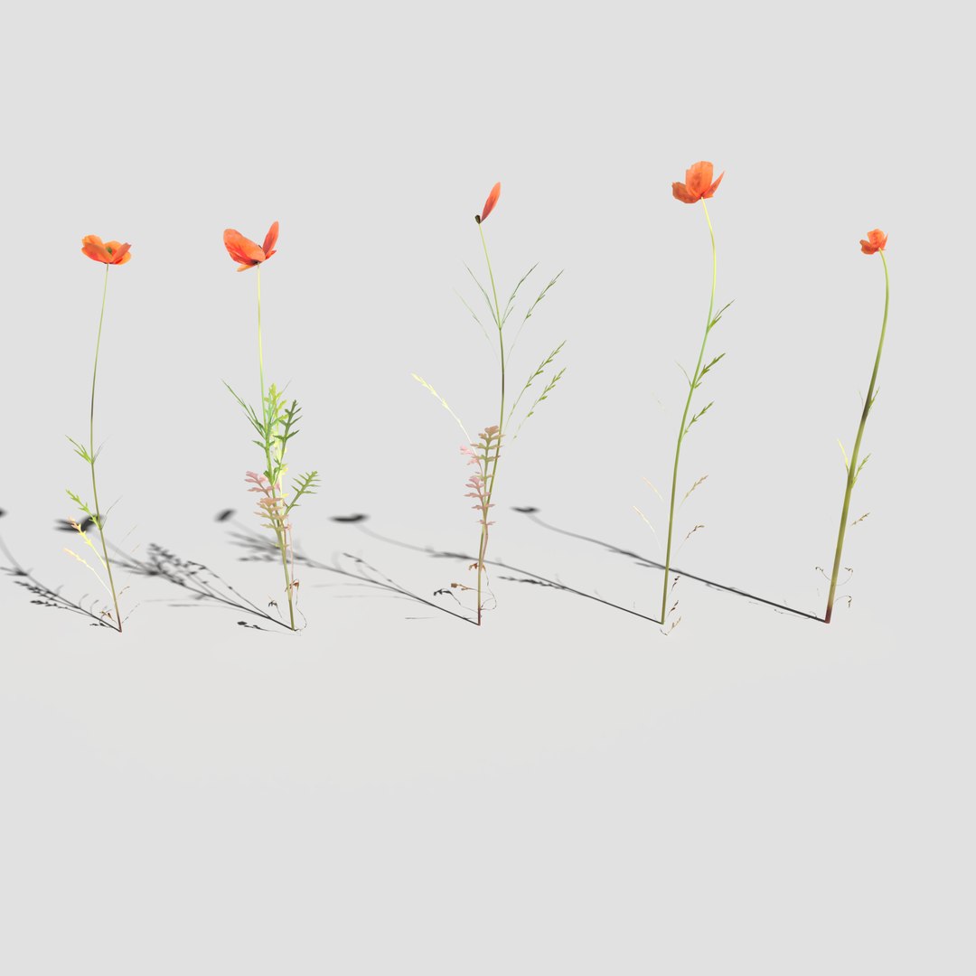 Pbr Poppy Pack 3D Model - TurboSquid 1597331