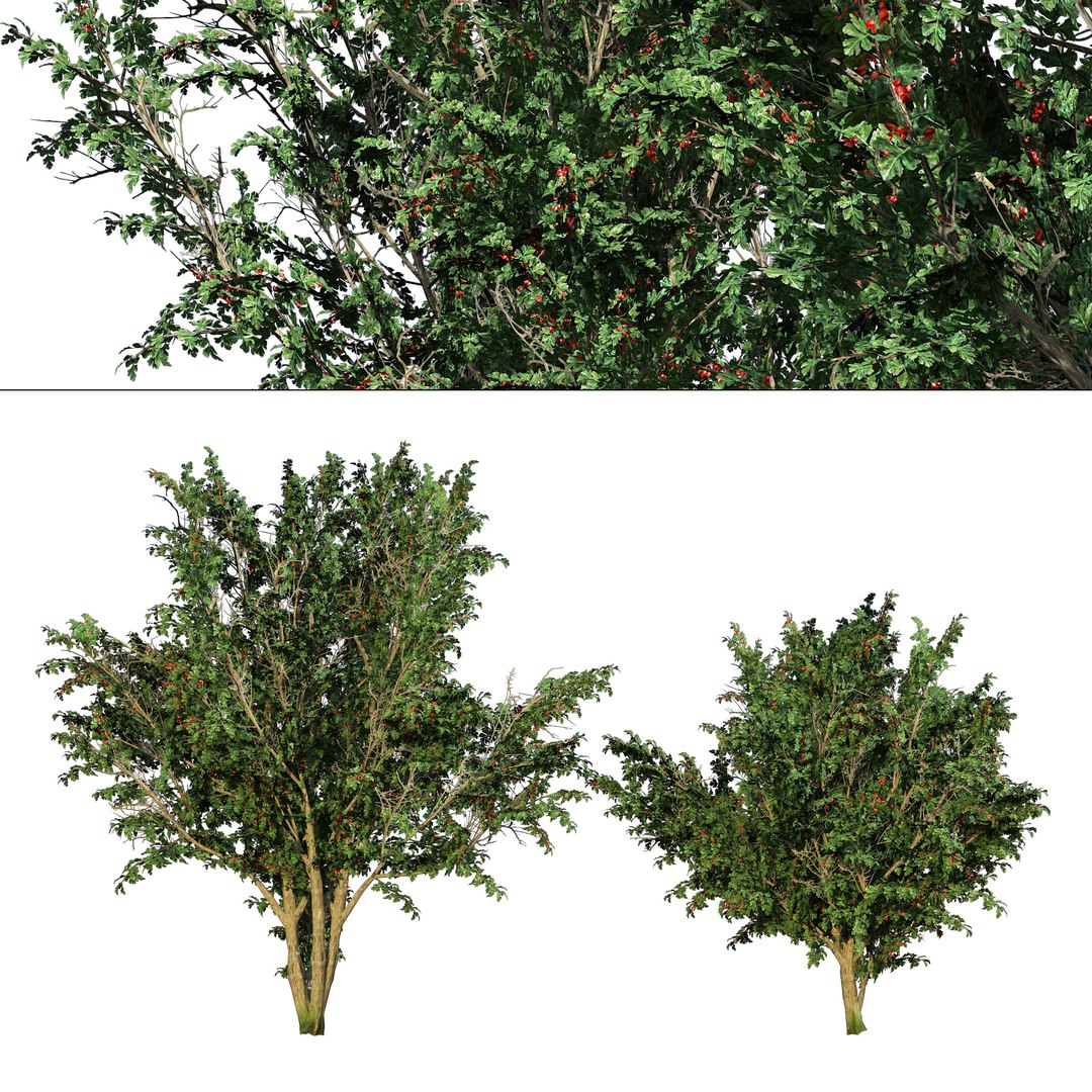 Single-seeded Hawthorn Tree 3D - TurboSquid 2023666