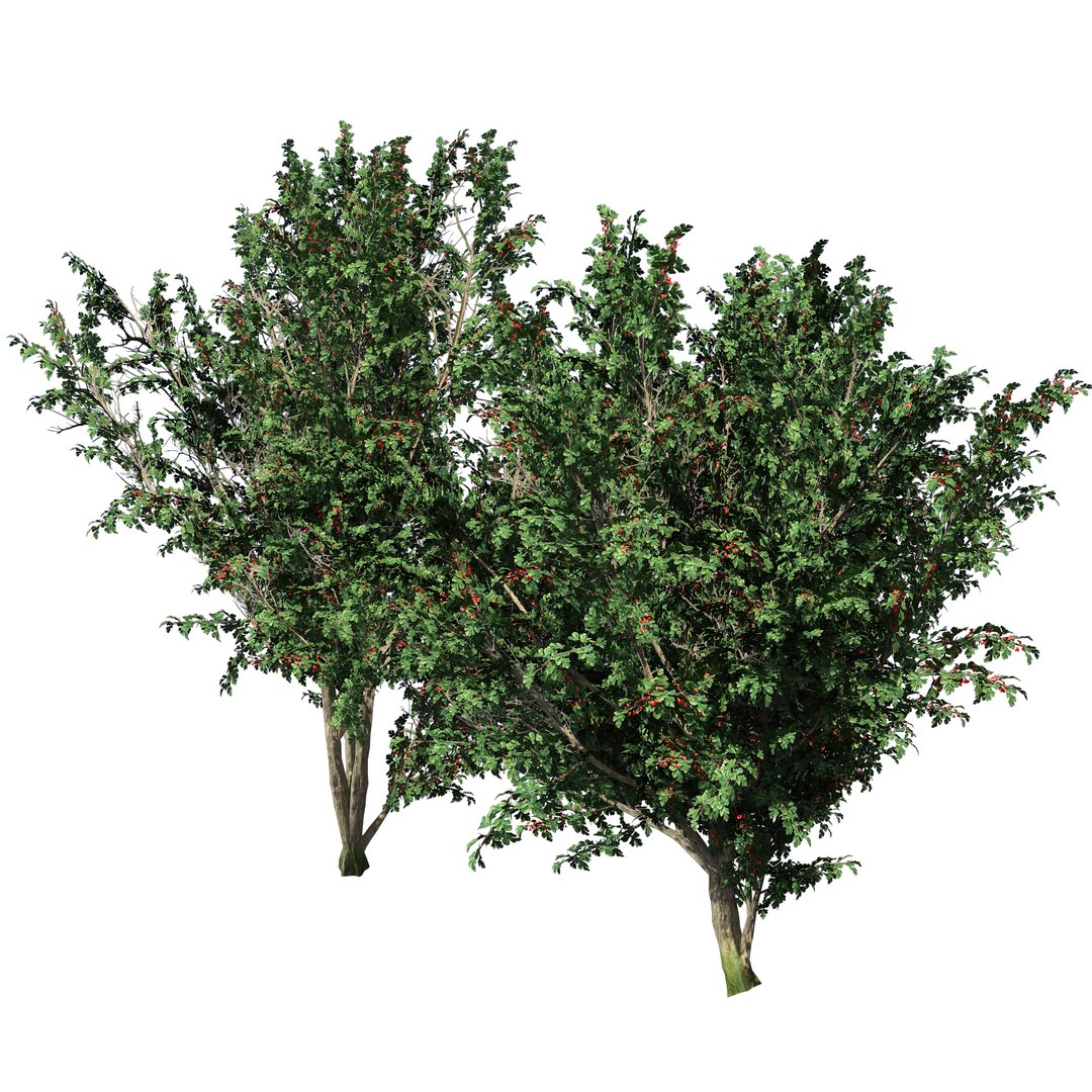 Single-seeded Hawthorn Tree 3D - TurboSquid 2023666