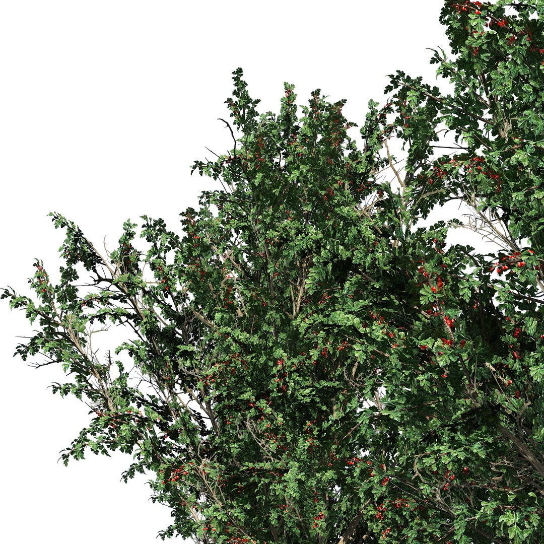 Single-seeded Hawthorn Tree 3D - TurboSquid 2023666