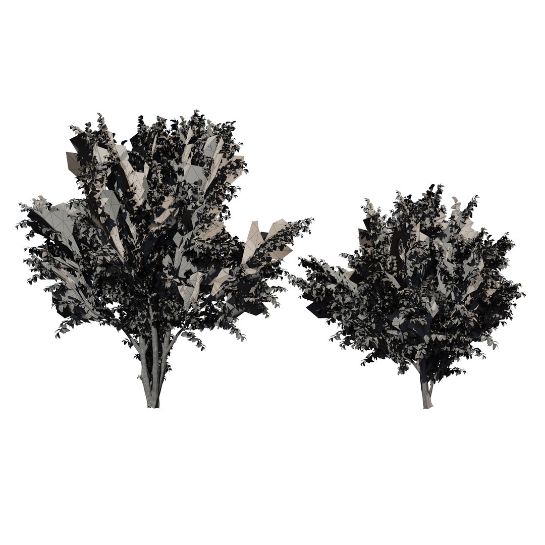 Single-seeded Hawthorn Tree 3D - TurboSquid 2023666