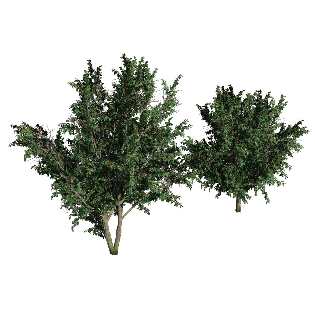 Single-seeded Hawthorn Tree 3D - TurboSquid 2023666