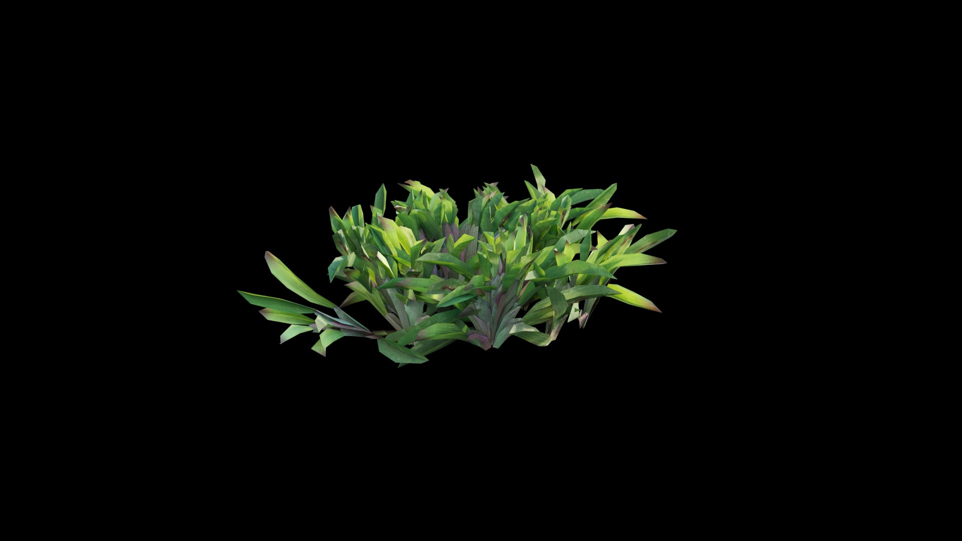 Axonopus Compressus 3D Model - TurboSquid 1874911