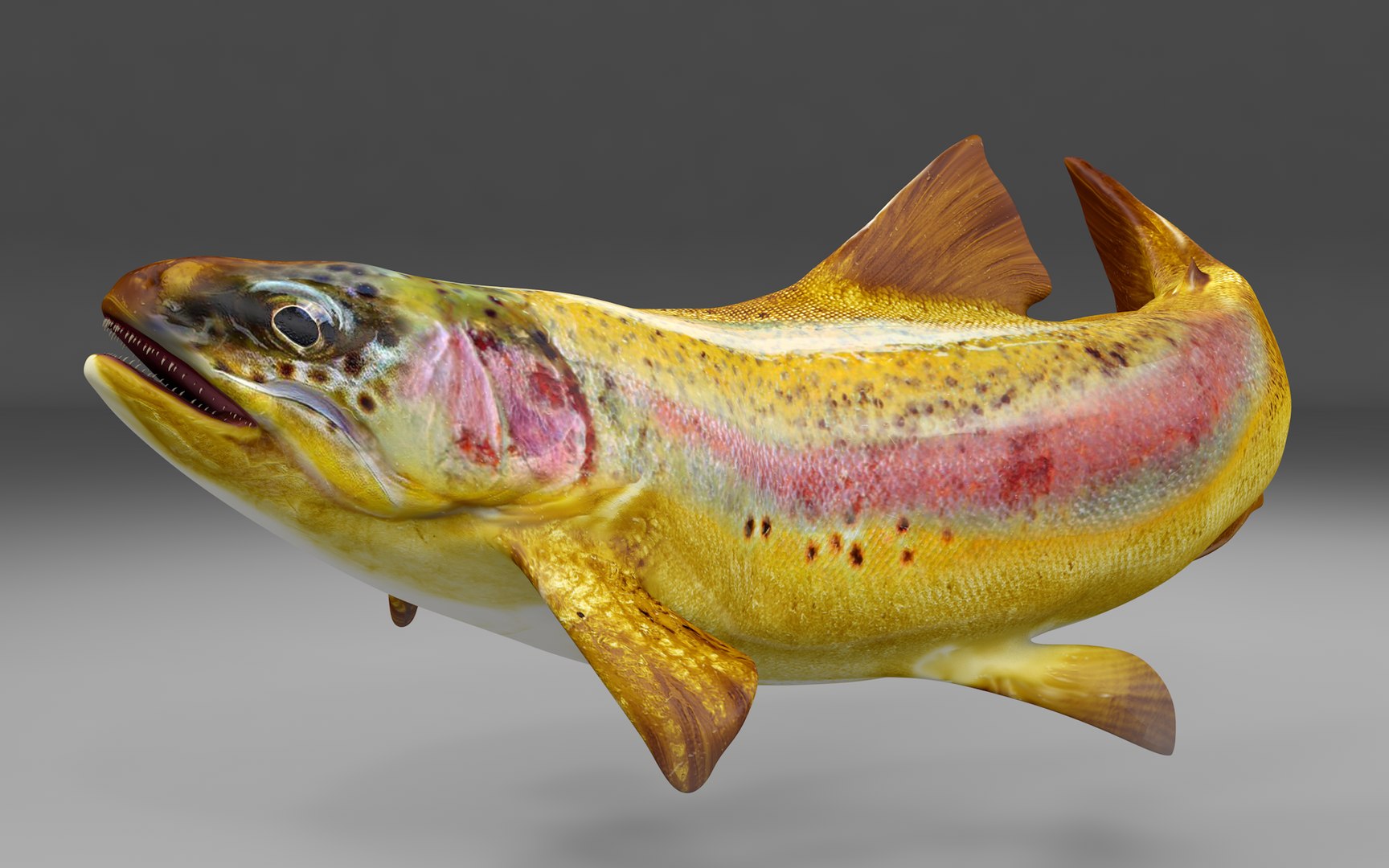3D TROUT L1443 Model - TurboSquid 2066979