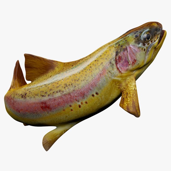 3D Trout Models | TurboSquid