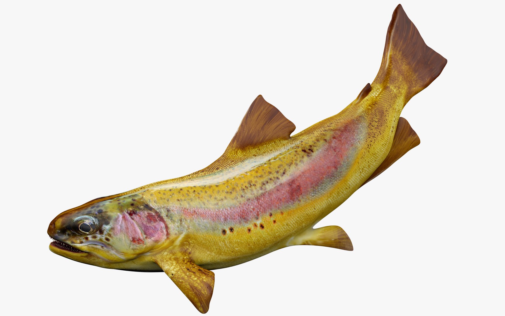 3D TROUT L1443 Model - TurboSquid 2066979