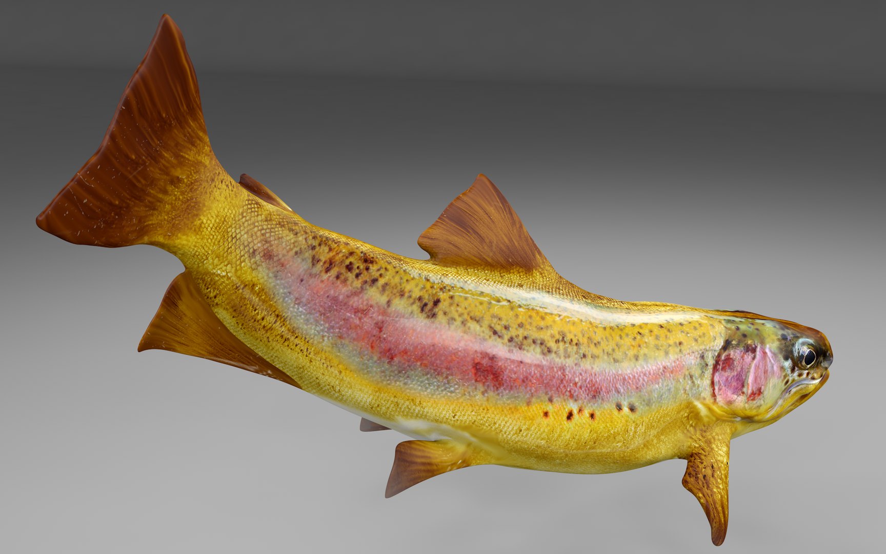 3D TROUT L1443 Model - TurboSquid 2066979