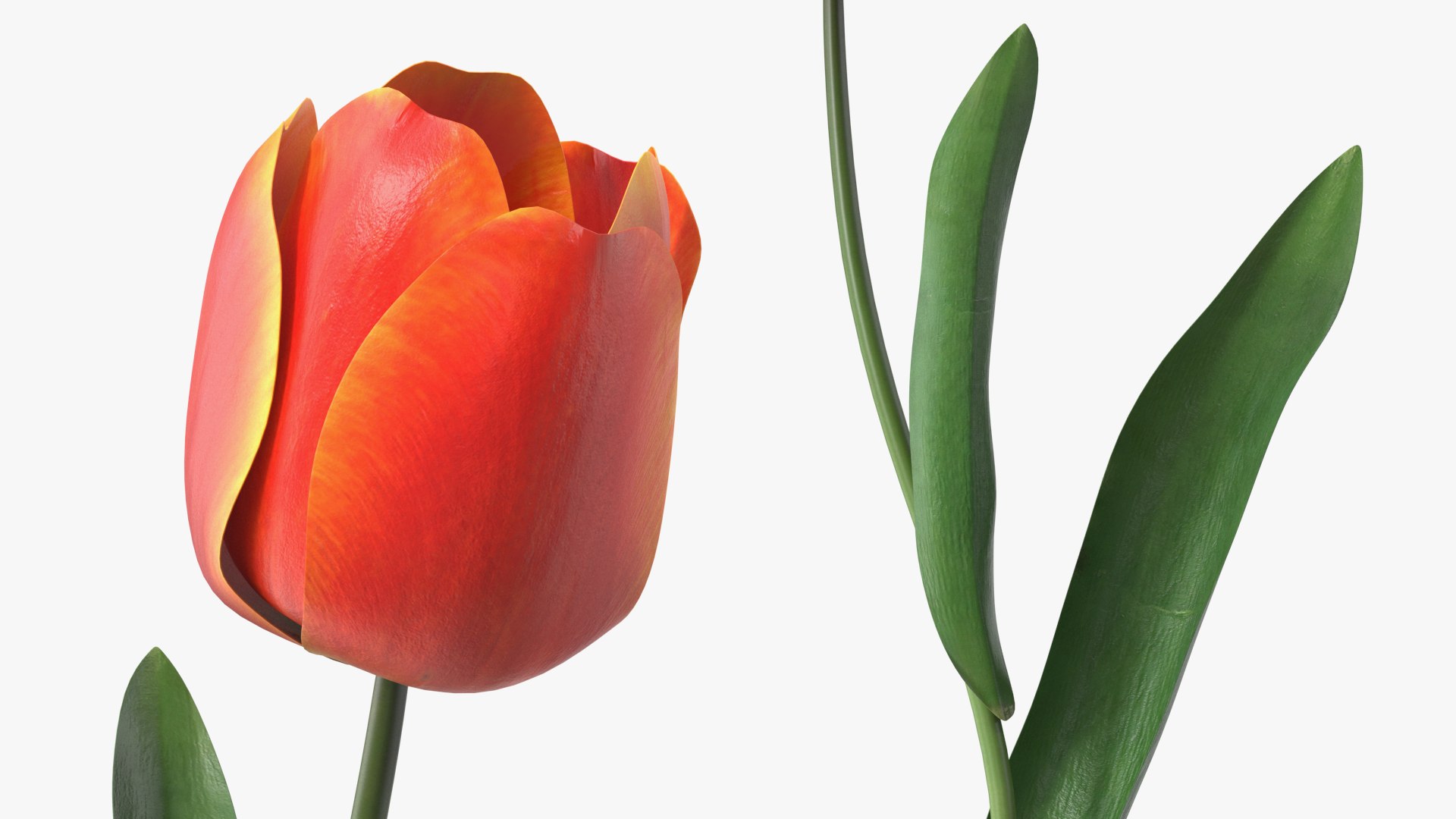 3D Three Colour Tulips Set - TurboSquid 2189647