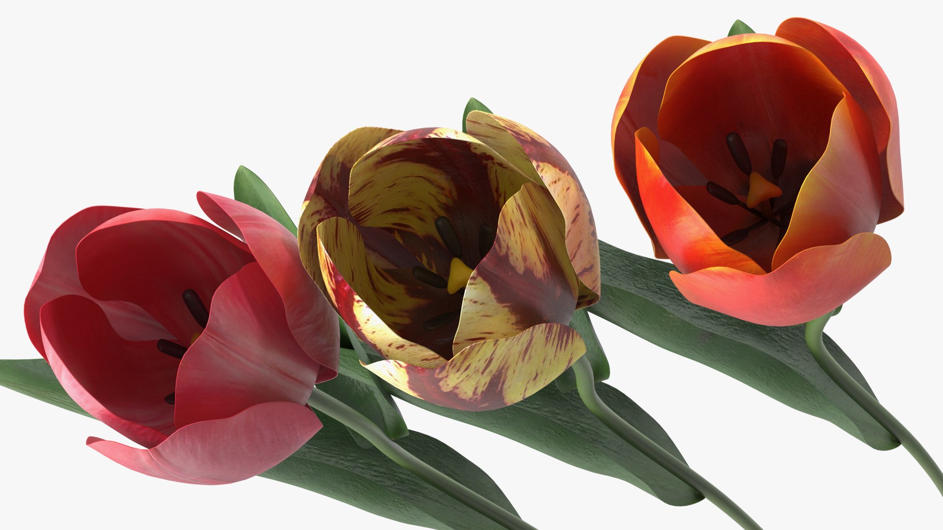 3D Three Colour Tulips Set - TurboSquid 2189647