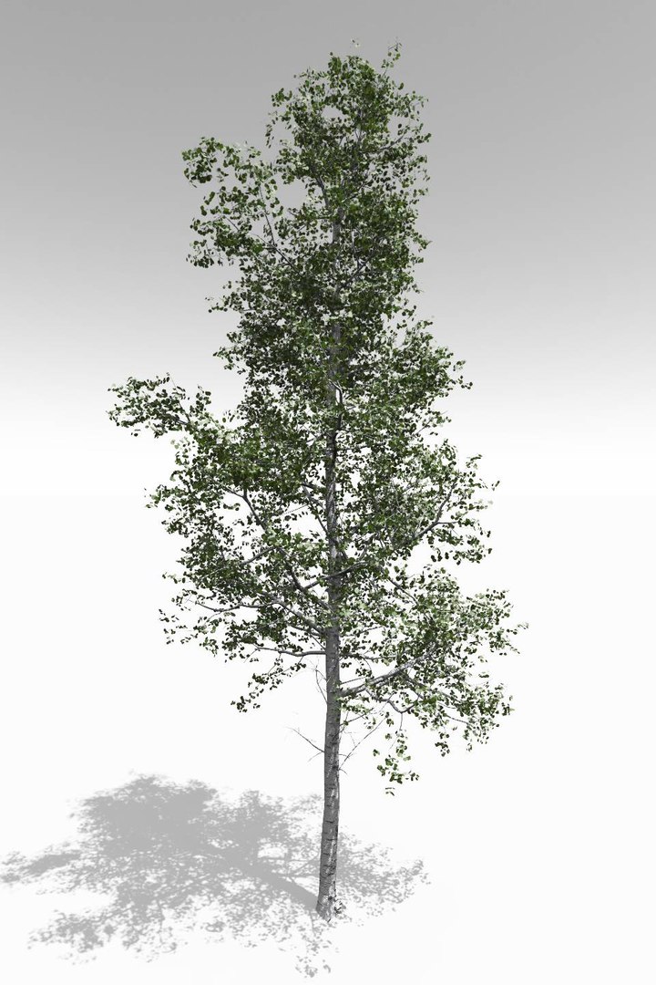 3D Quaking Aspen Adult - TurboSquid 1585945