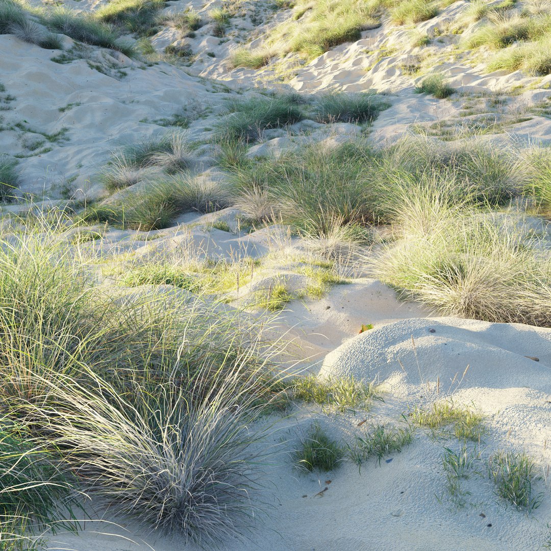 3D Sandy Biome - TurboSquid 2453609