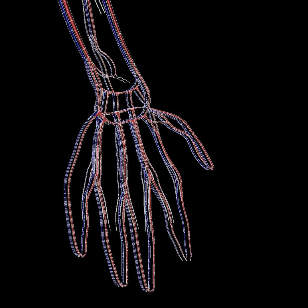 3d circulatory veins 1 model