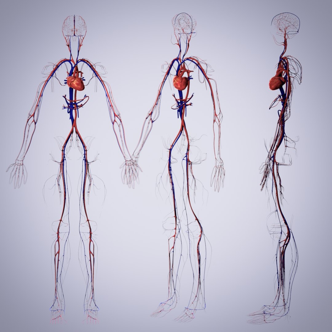 human vascular system 3d