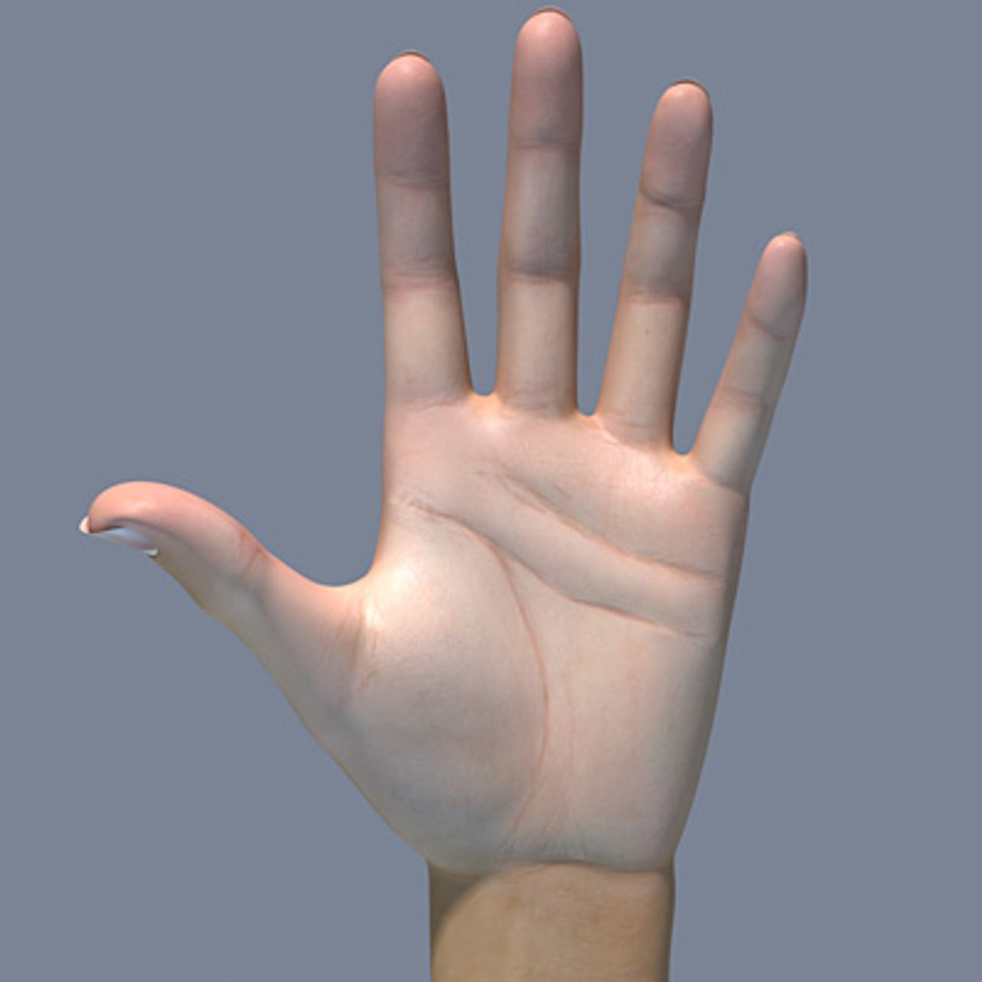 Realistic Hand 3d Model