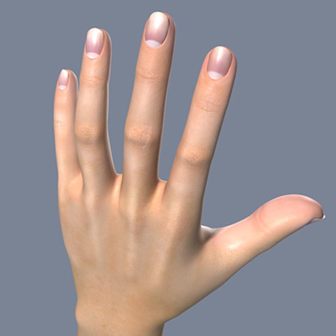 Realistic Hand 3d Model
