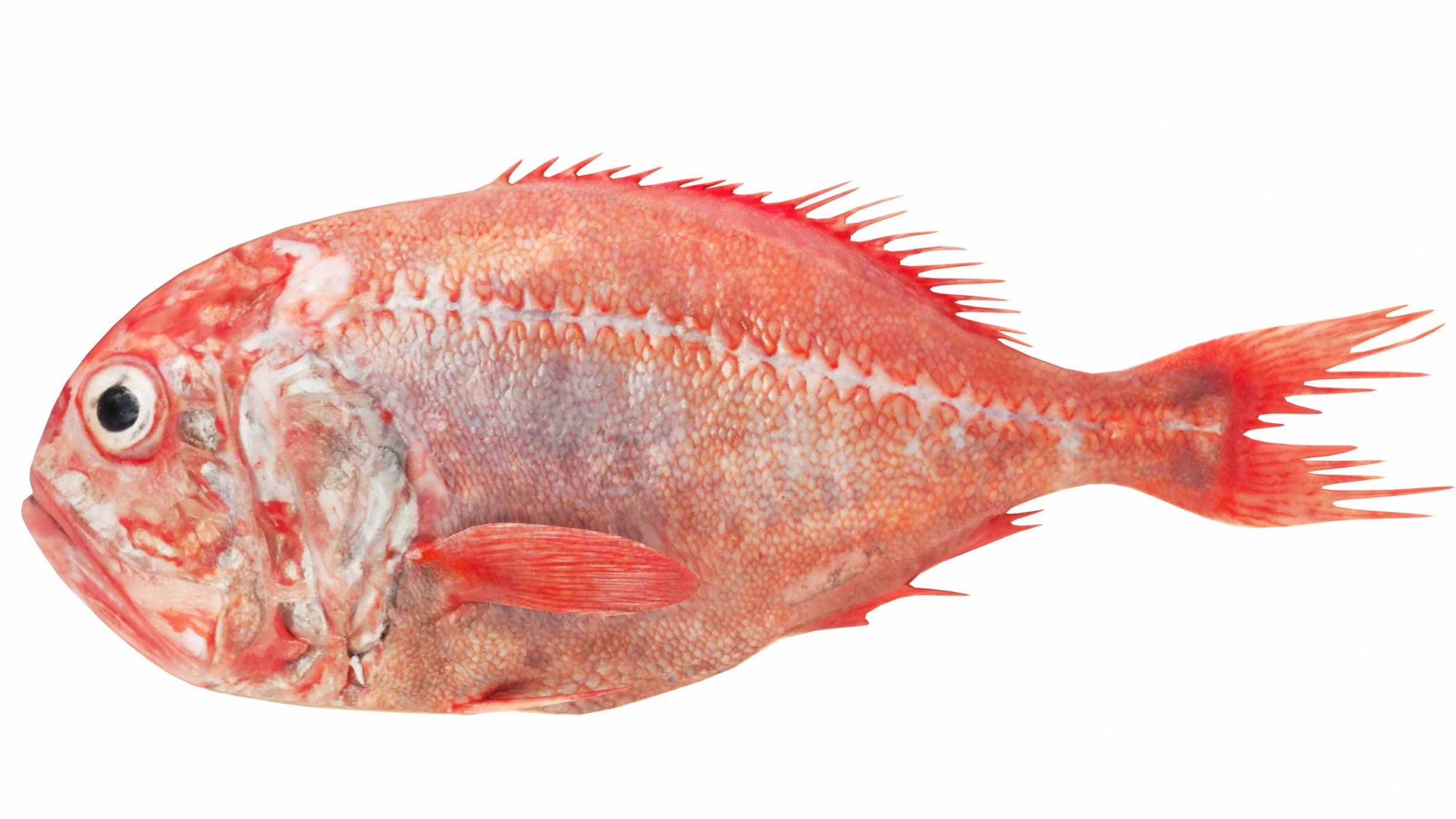 3D Roughy Fish - TurboSquid 2380195