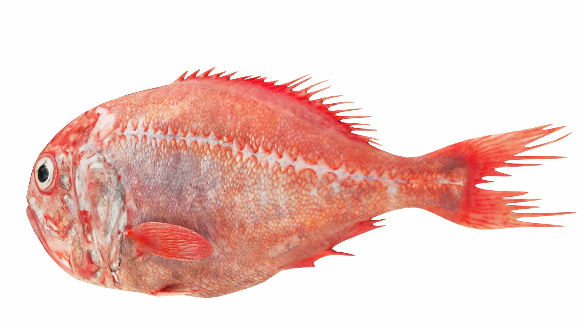 3D Roughy Fish - TurboSquid 2380195