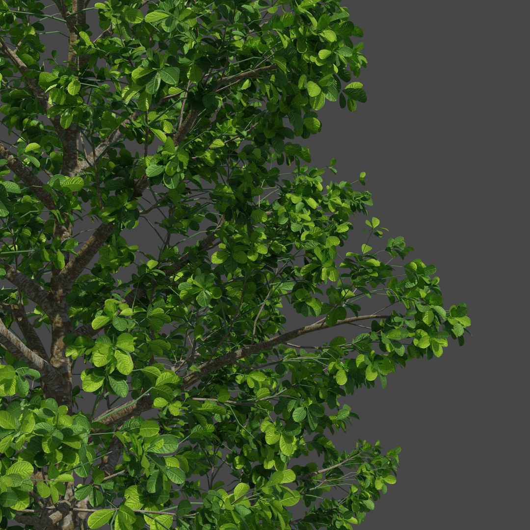 XfrogPlants Black Olive Tree - Bucida Buceras 3D model - TurboSquid 1727970