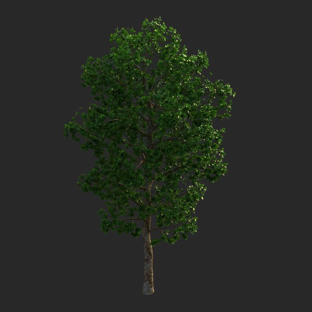 XfrogPlants Black Olive Tree - Bucida Buceras 3D model - TurboSquid 1727970