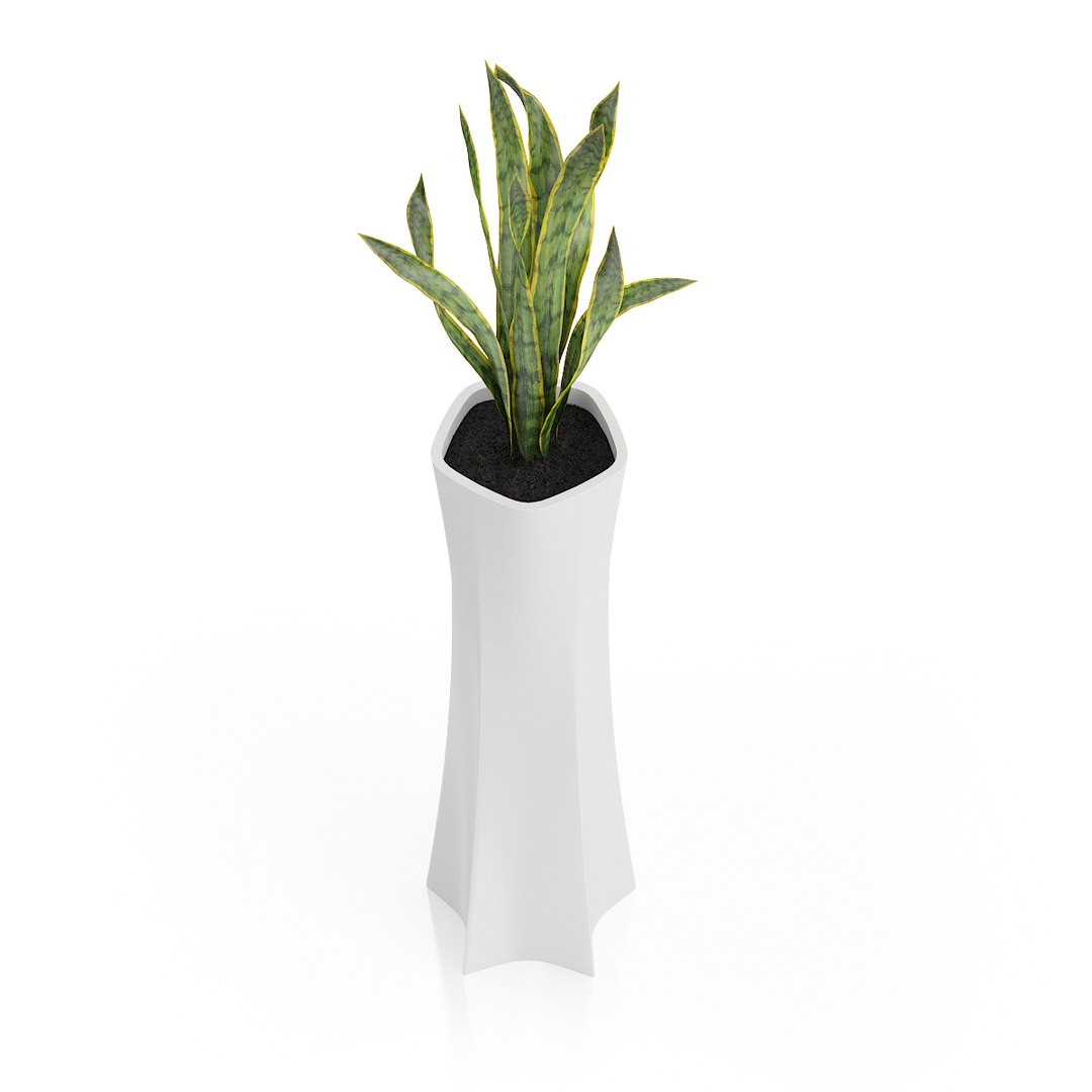 snake plant c4d