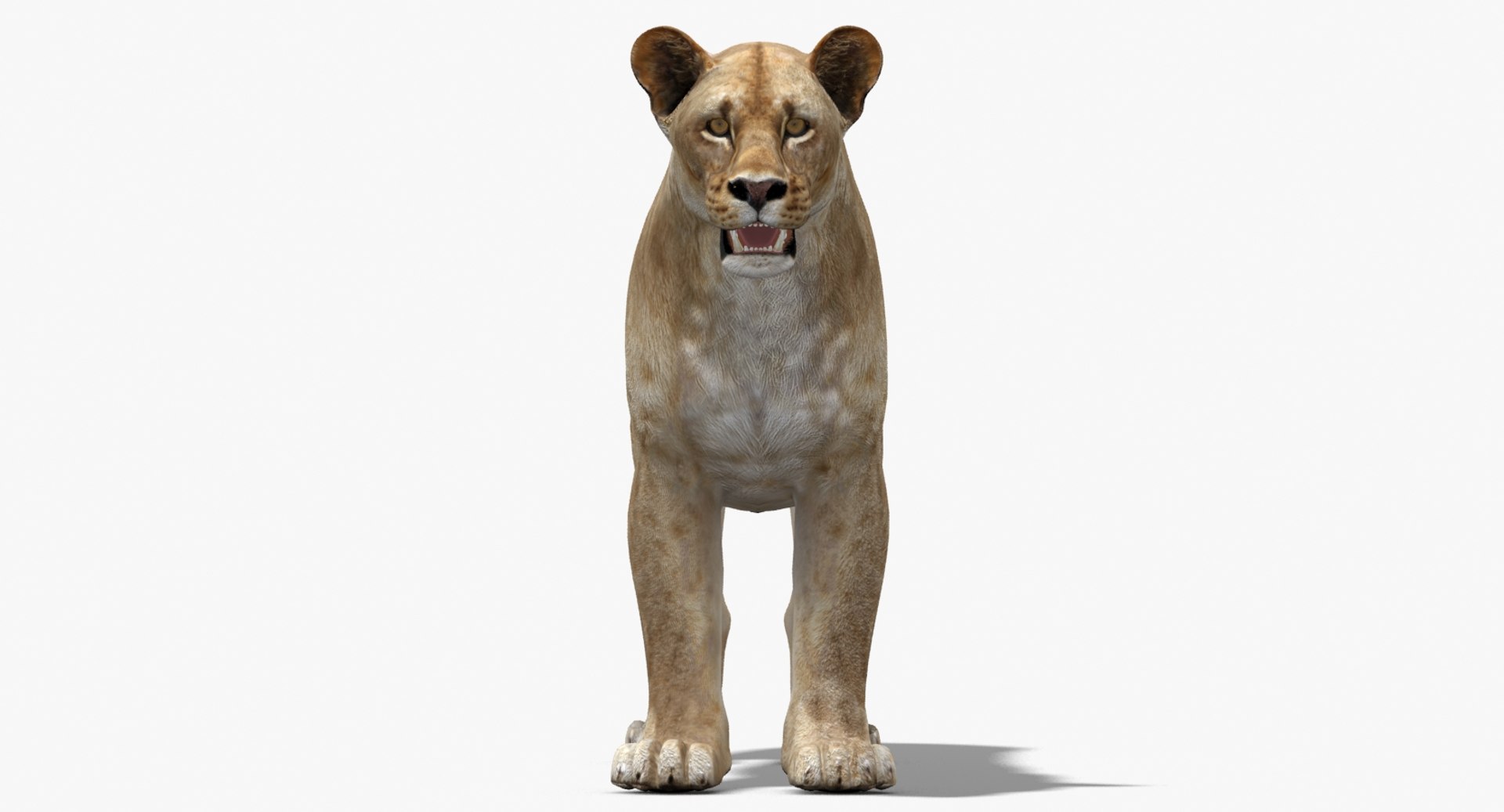 3d Lioness Lp Model