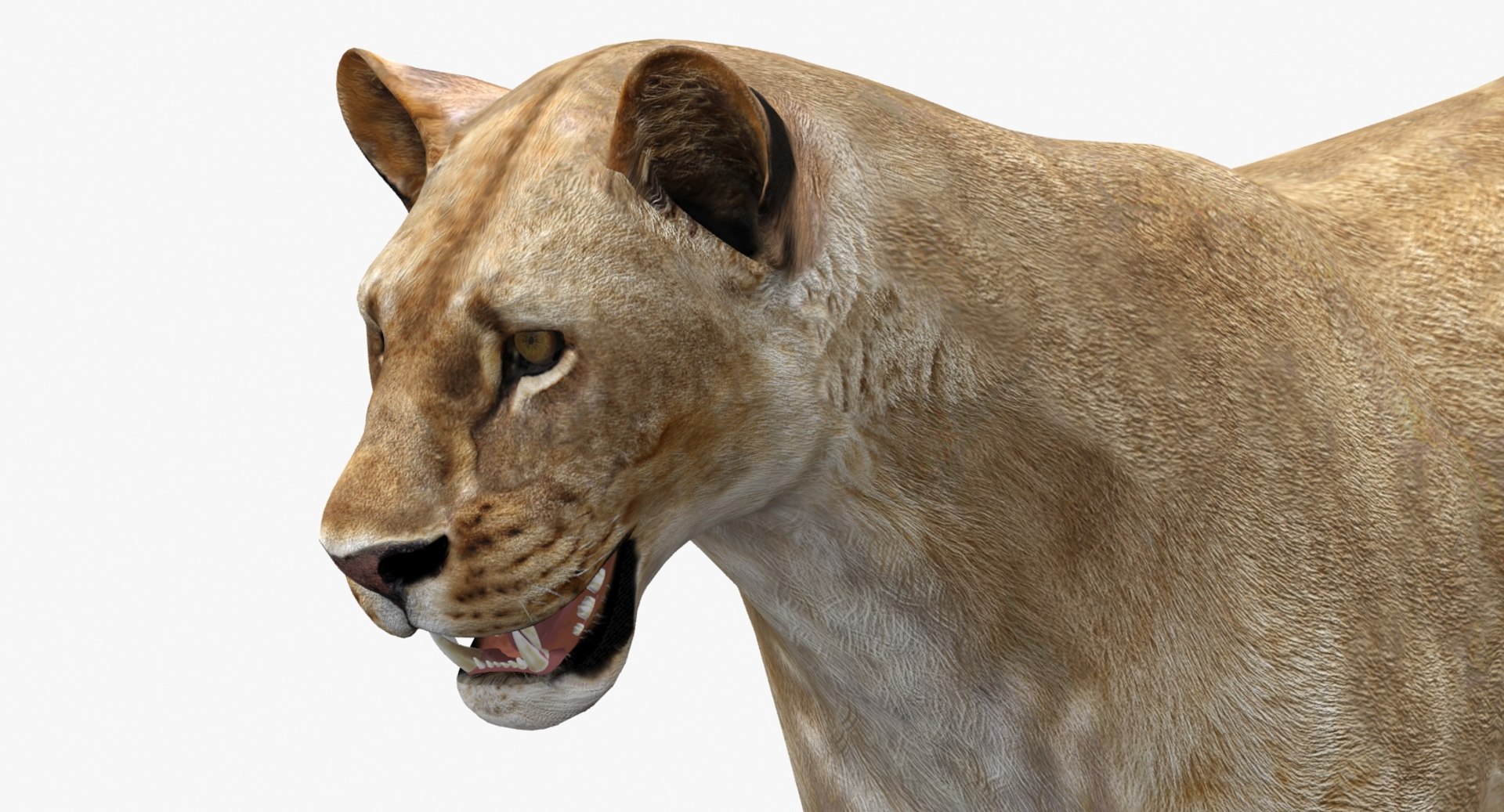3d Lioness Lp Model