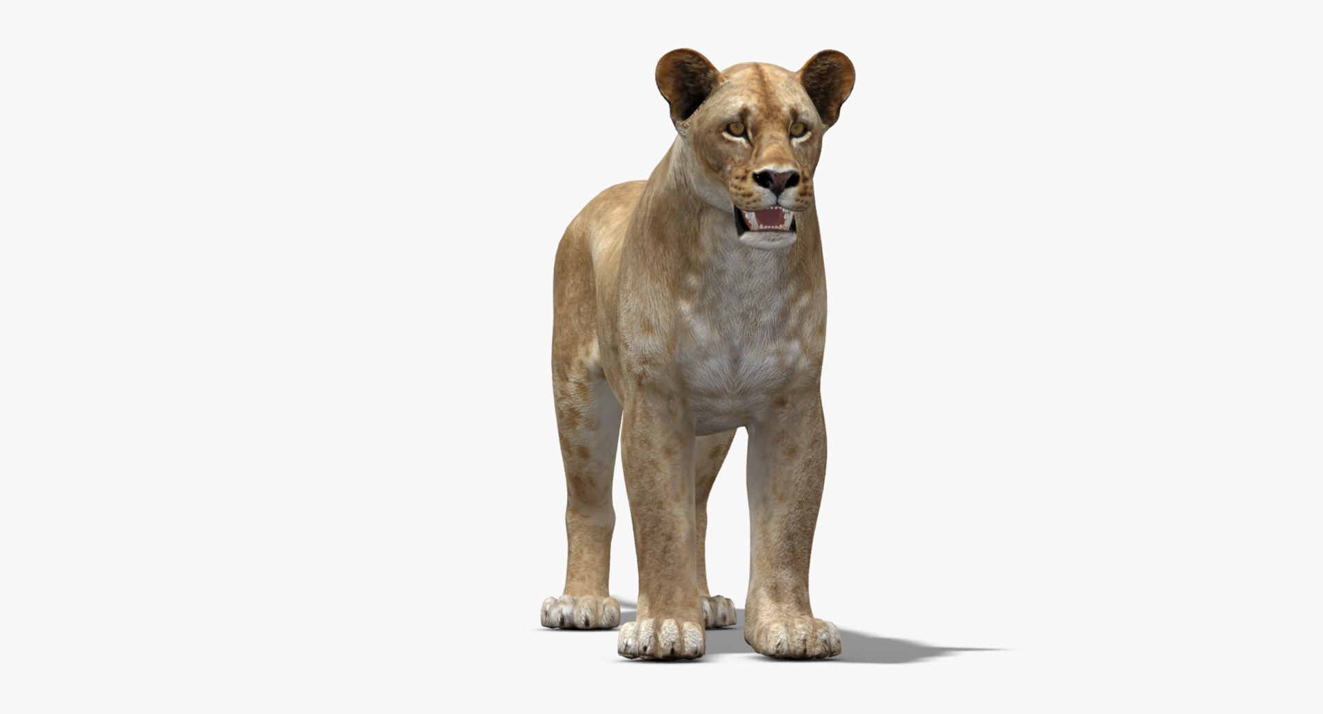3d Lioness Lp Model