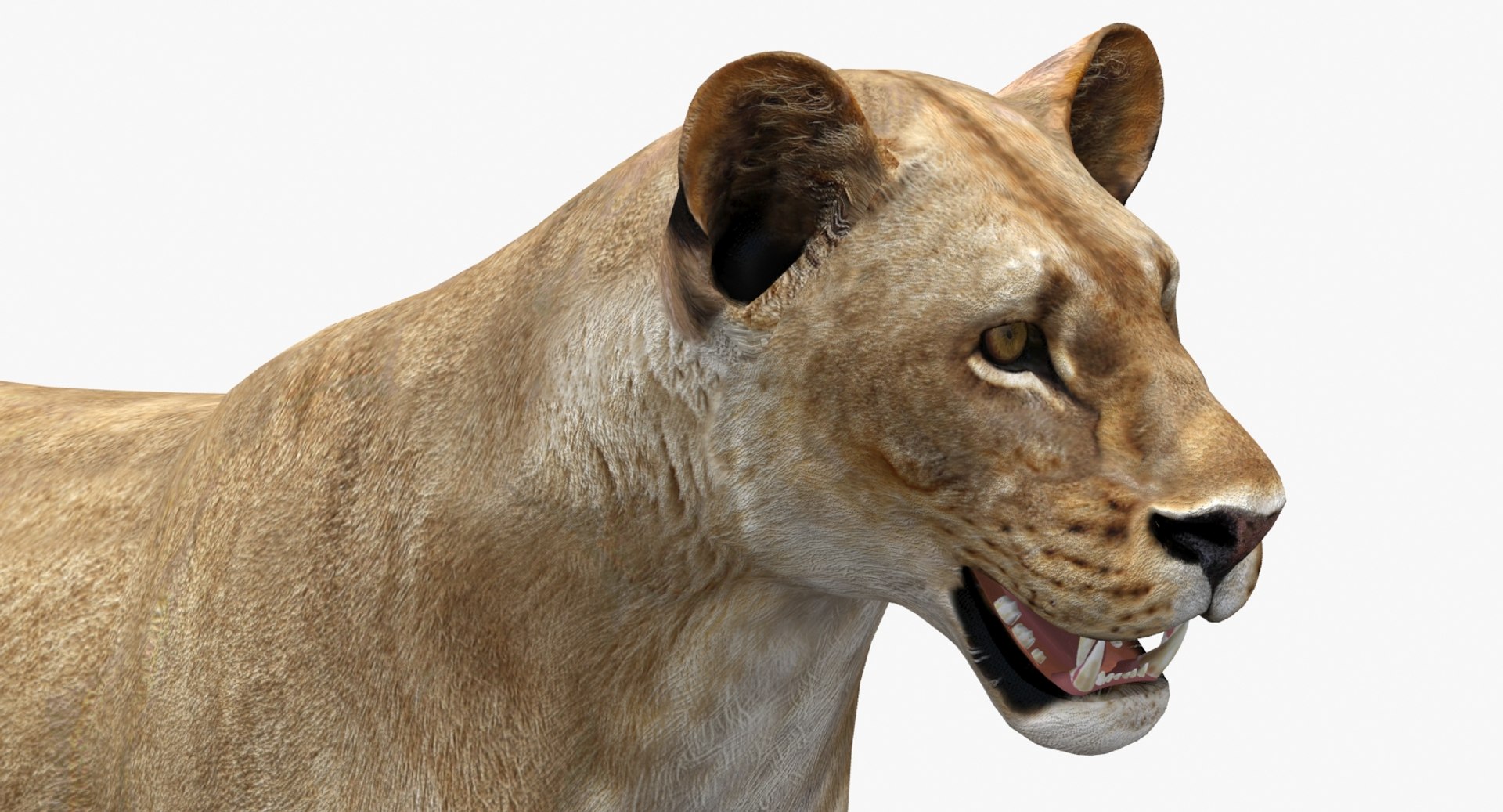 3d Lioness Lp Model