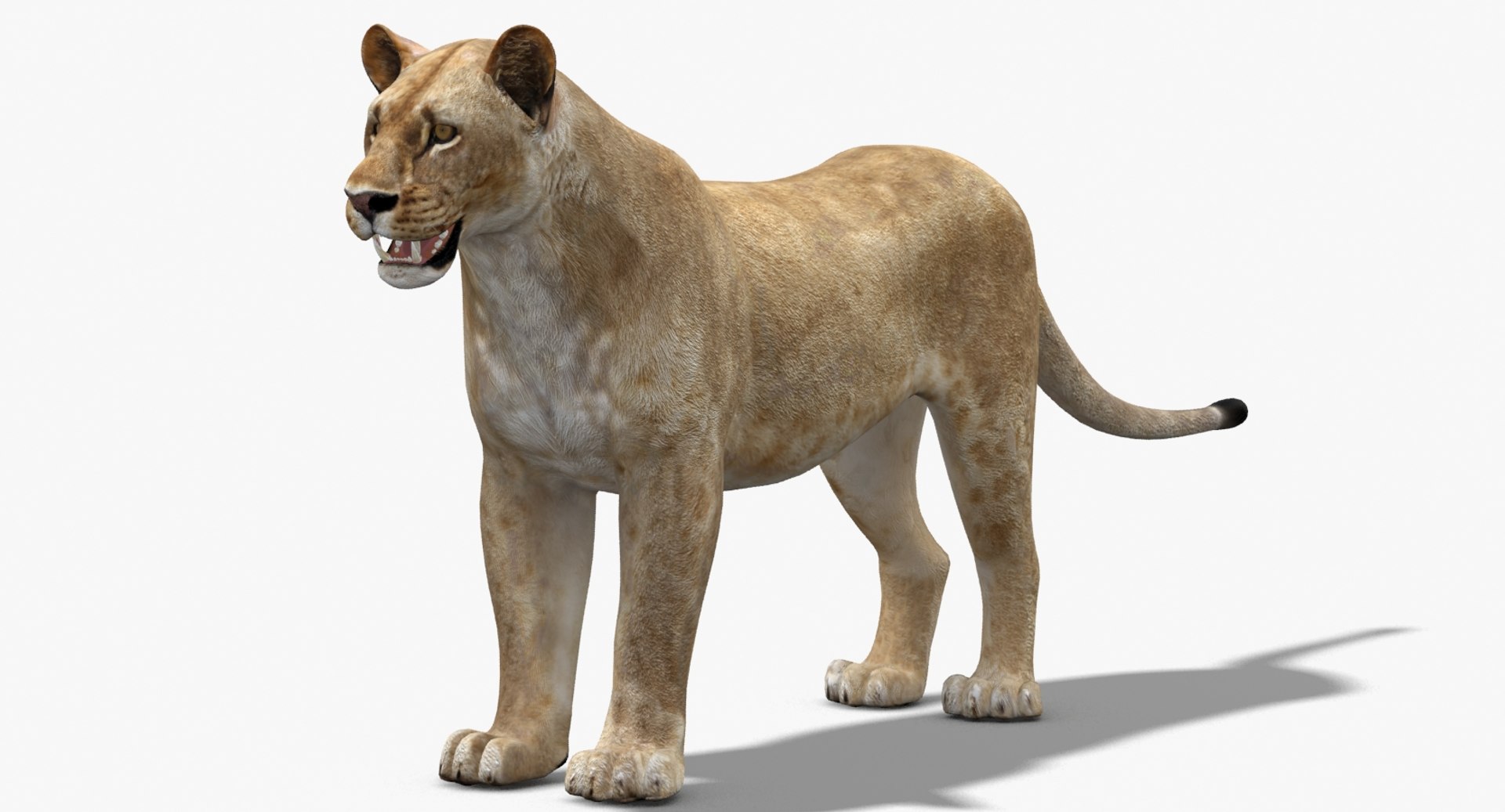 3d Lioness Lp Model