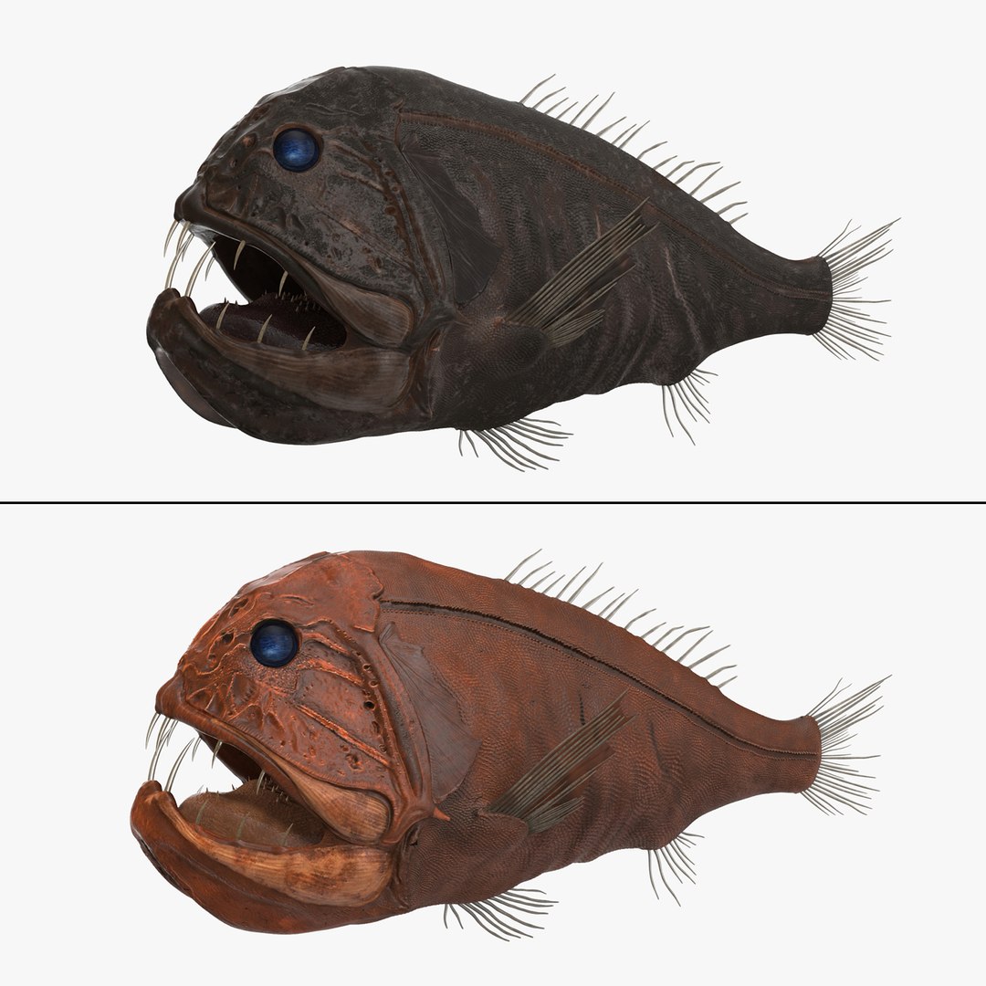 3d model of fangtooth fish