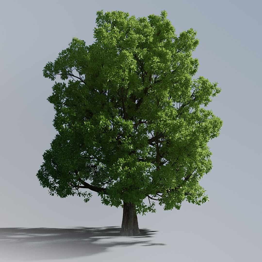 3D Model Hi Resolution Tree - TurboSquid 1426326