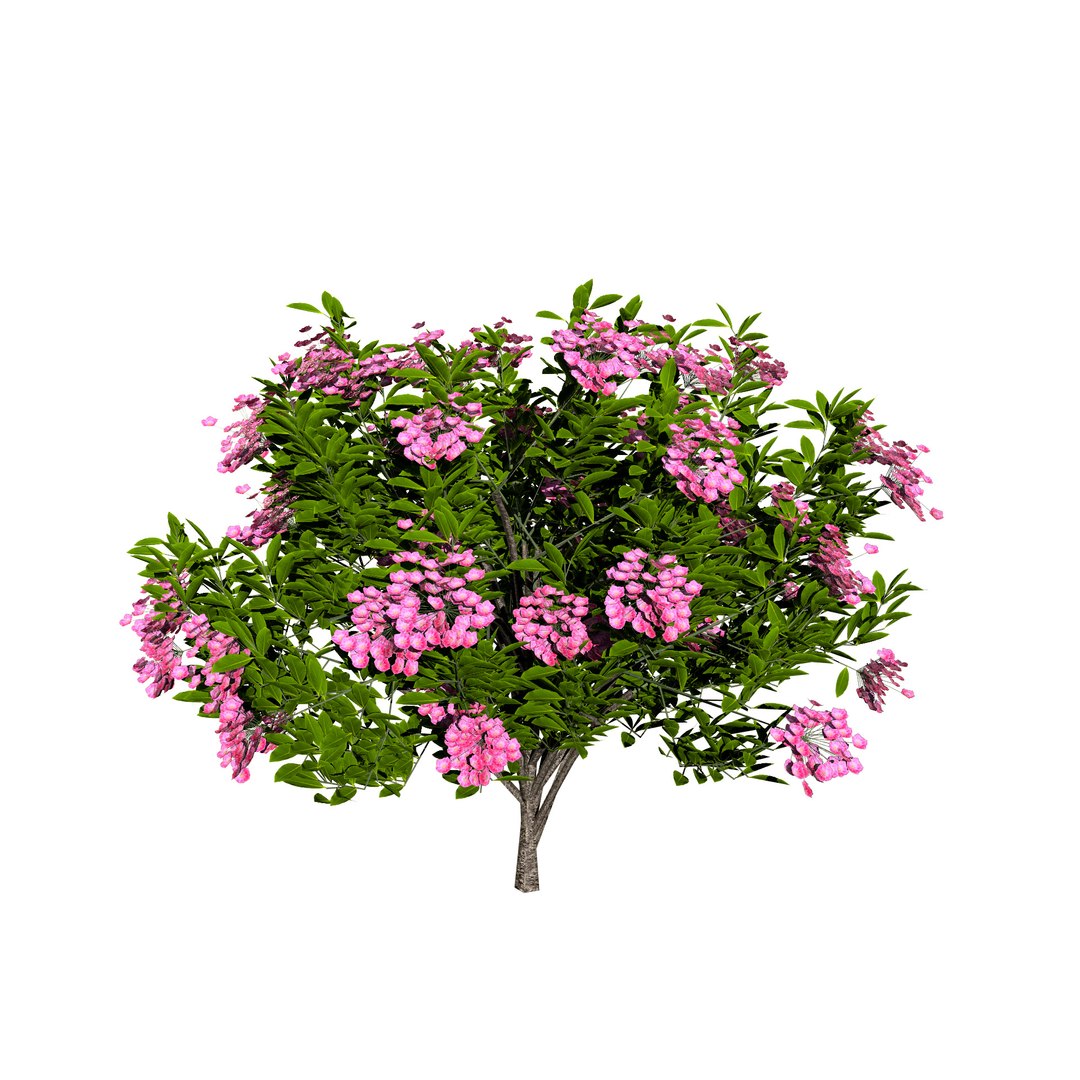 3D Mountain Laurel Flowering Plants - TurboSquid 2197528