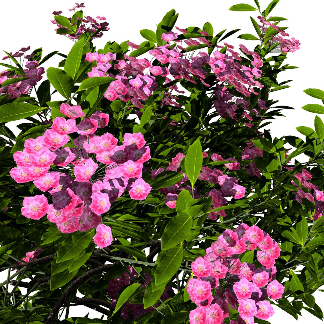 3D Mountain Laurel Flowering Plants - TurboSquid 2197528