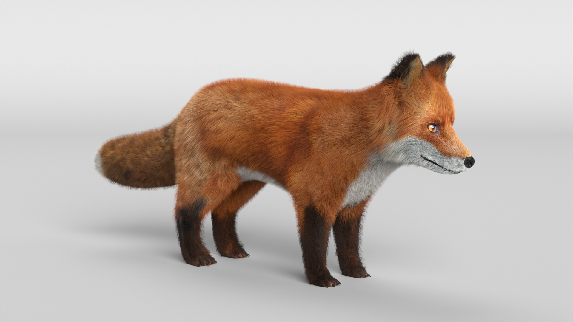 Young Fox 3D Model - TurboSquid 2117116