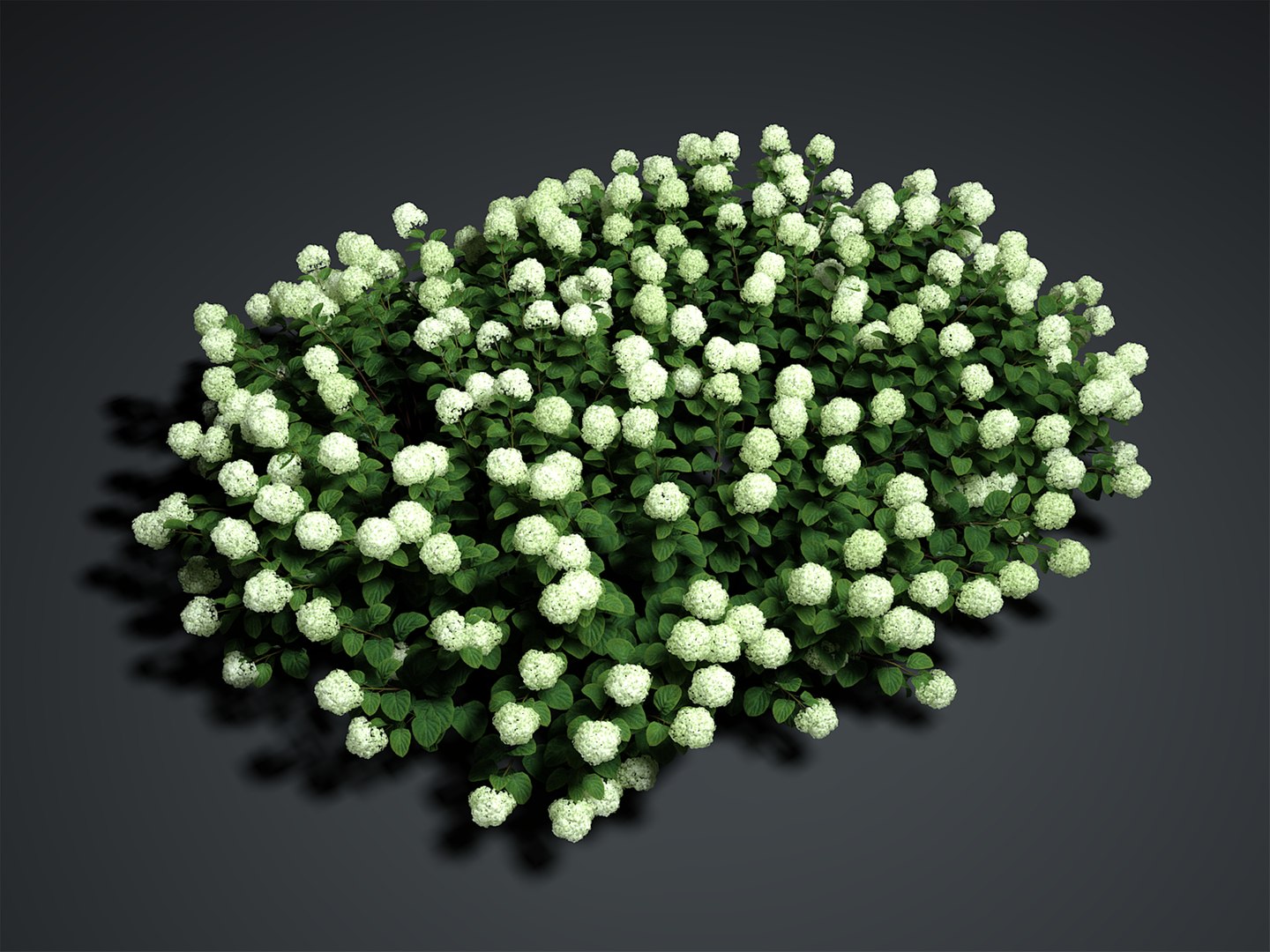 Flowers in clusters 3D model - TurboSquid 1743788
