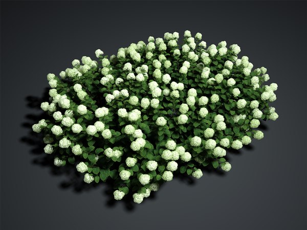 Flowers in clusters 3D model - TurboSquid 1743788