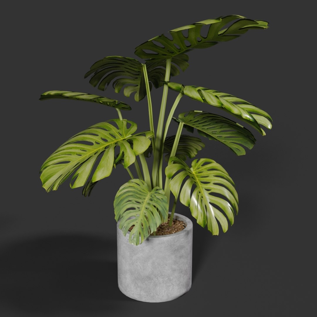 3D monstera pot - TurboSquid 1294296