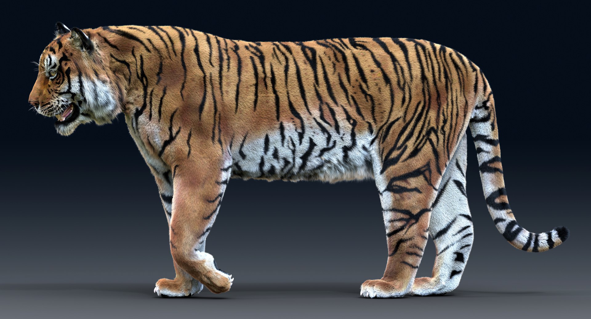 3D Tiger Rigged Fur 1 - TurboSquid 1271377